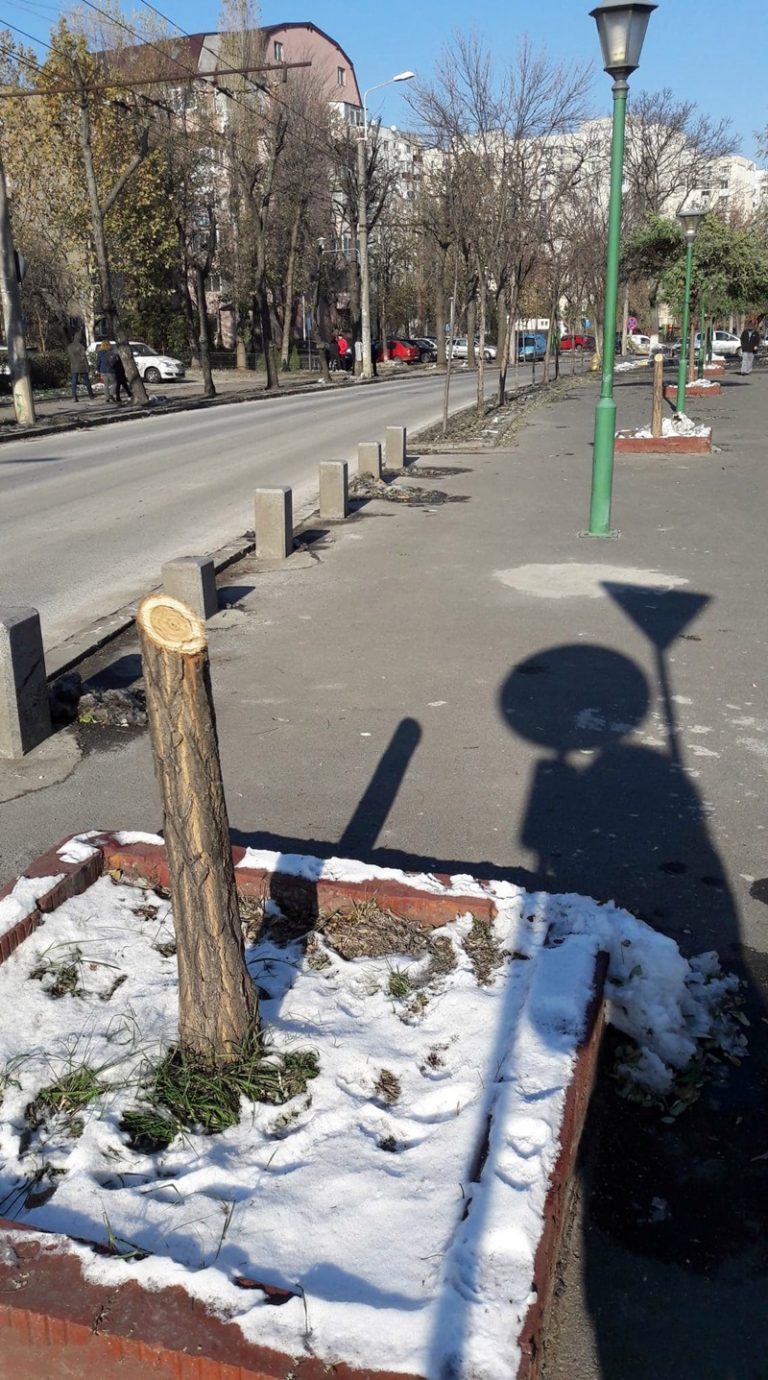 Primim de la Cititori: copaci taiati "la misto" pe Aleea Resita din ...