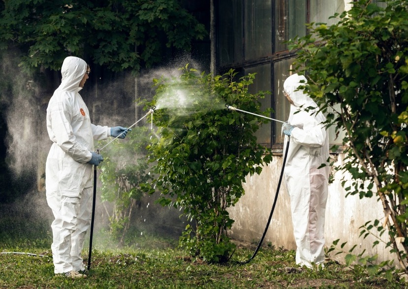 In sfarsit! CGMB a aprobat planul de dezinsectie si deratizare pe 2021 ...